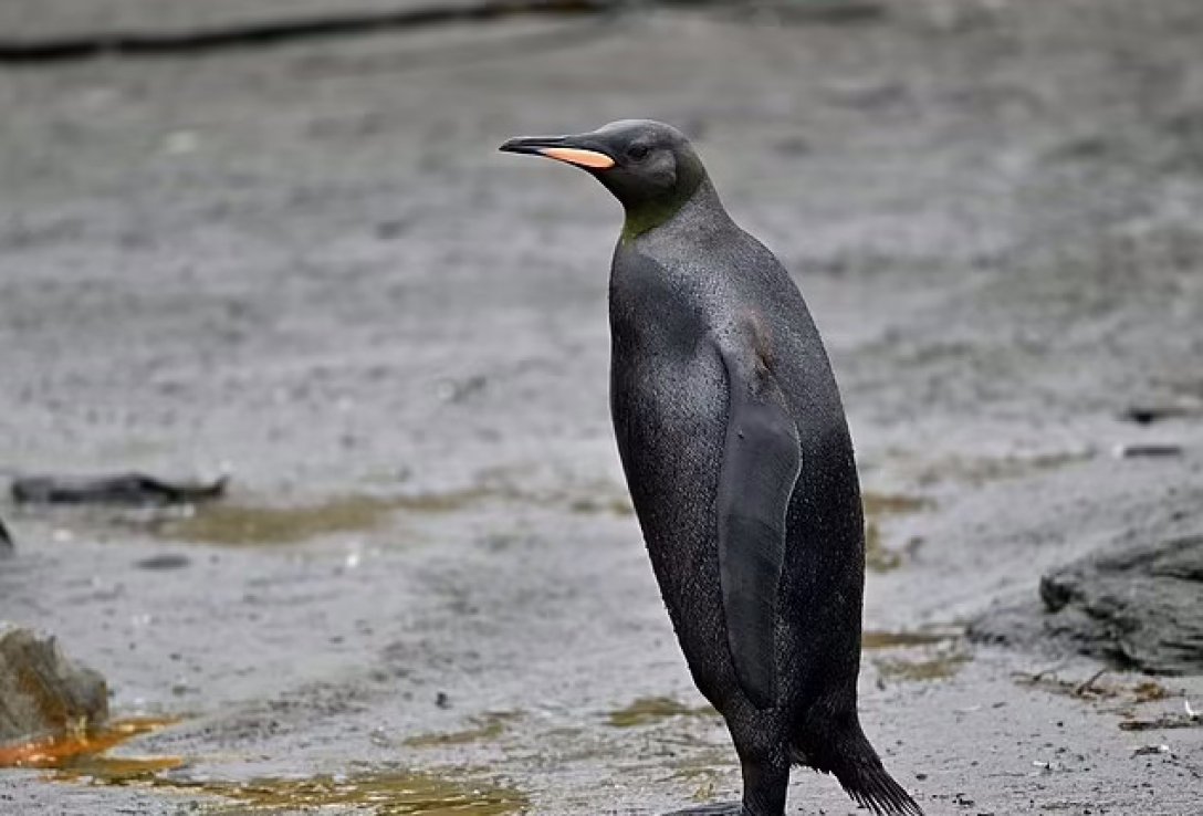 Исключительный случай. Ученые засняли черного, как смоль, королевского ...