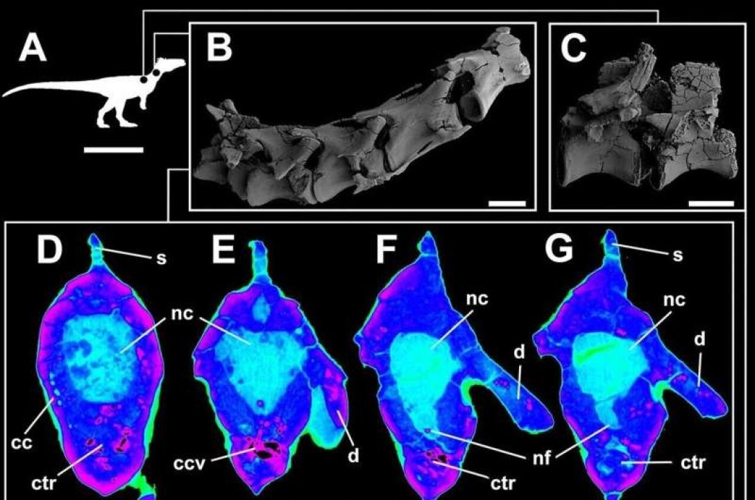 Еволюціонували тричі. Дослідники виявили структуру кісток динозаврів, яка дозволяла їм бути ...