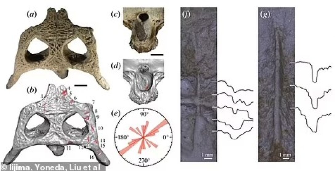 Длиной 6 метров. Найден «предок» драконов, обитавший в Китае 3 тыс. лет ...