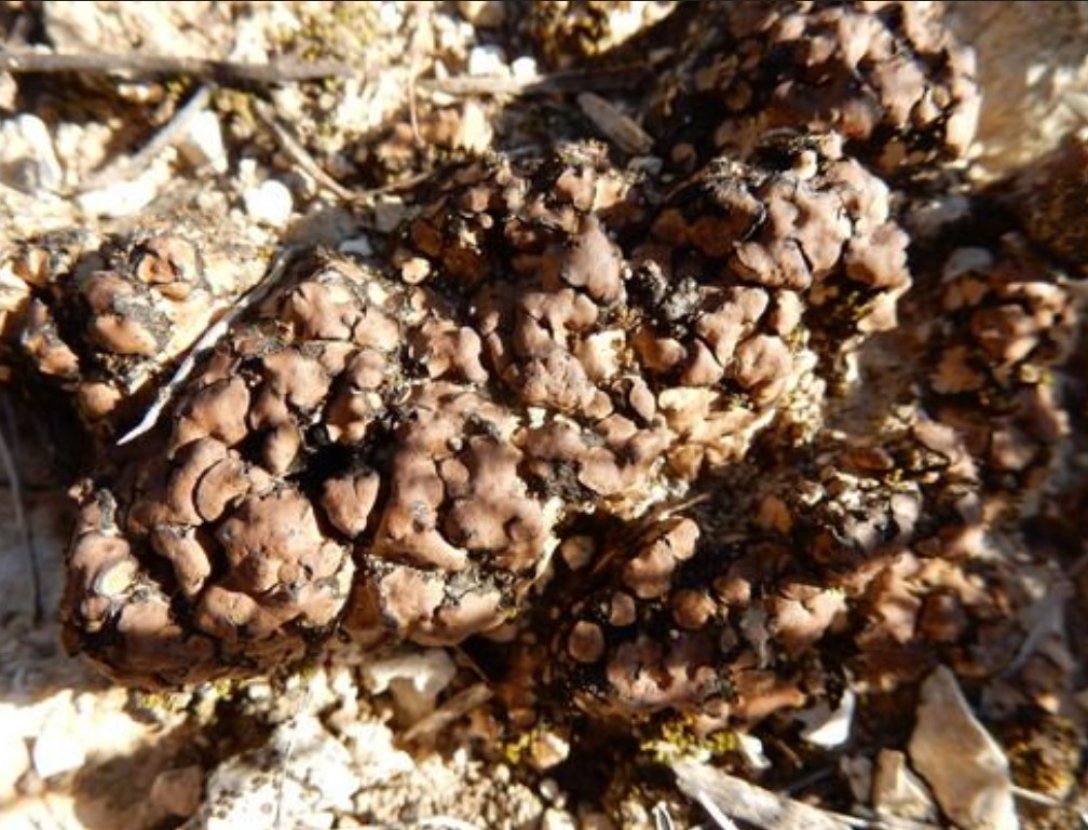 Це неможливо: земні організми показали, на яких планетах можуть жити ...