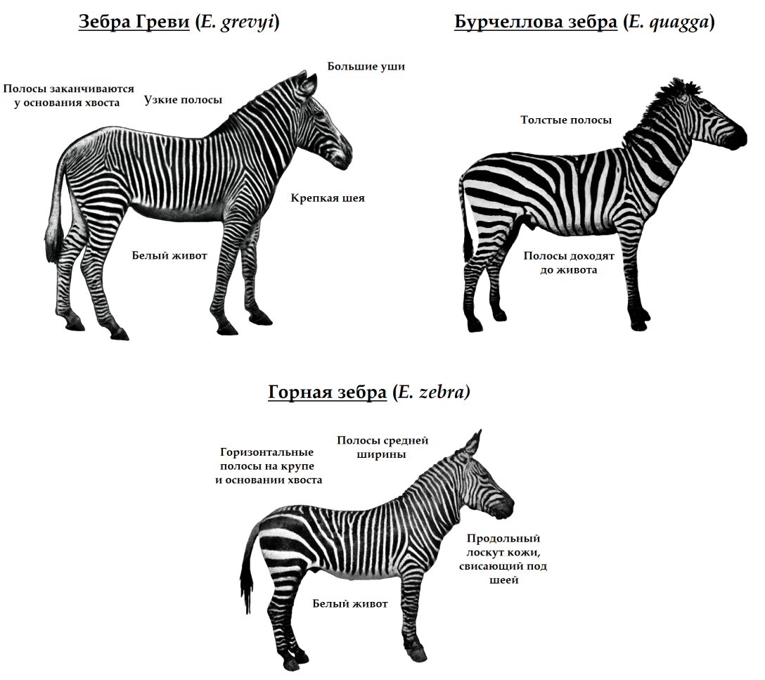 Ученые дали ответ на вопрос: зебры белые с черными полосами или наоборот