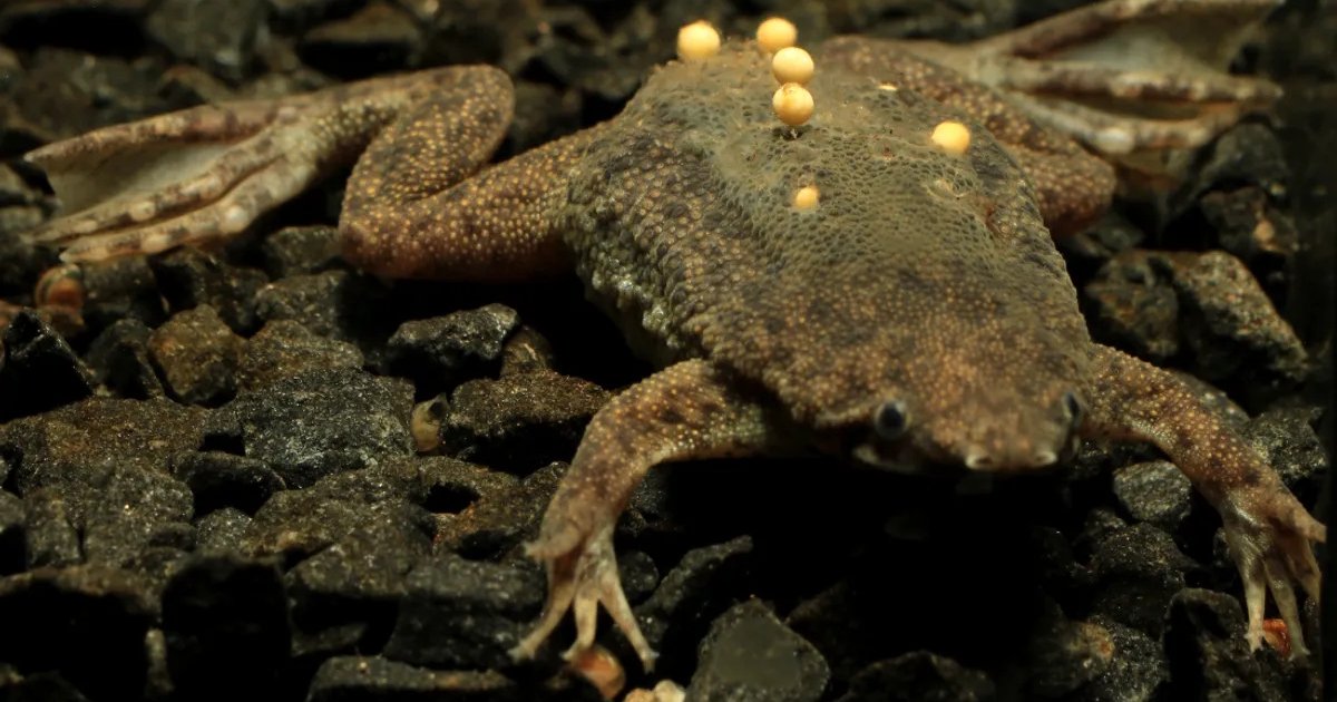 Настоящий кошмар для людей: распространенное явление превращает жабу в ...