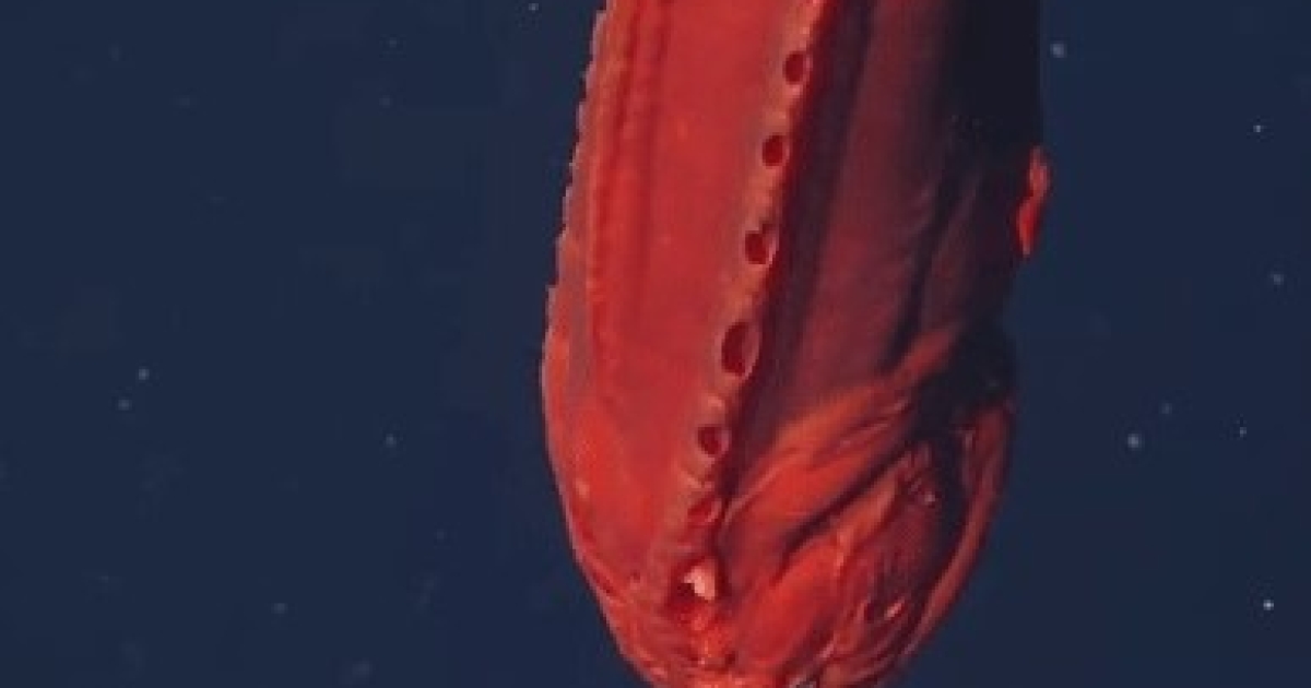 Ученые обнаружили рыбу-оборотня, которая сбивала всех с толку в течение ...