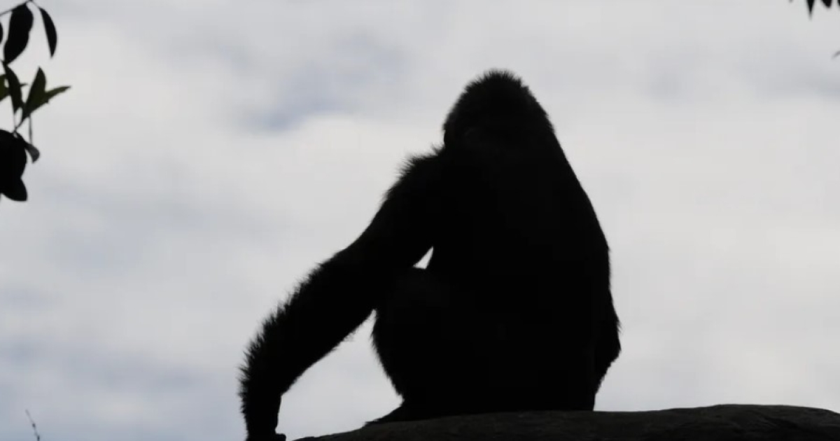 Обнаружен новый вид человекообразных обезьян: самый маленький из ...