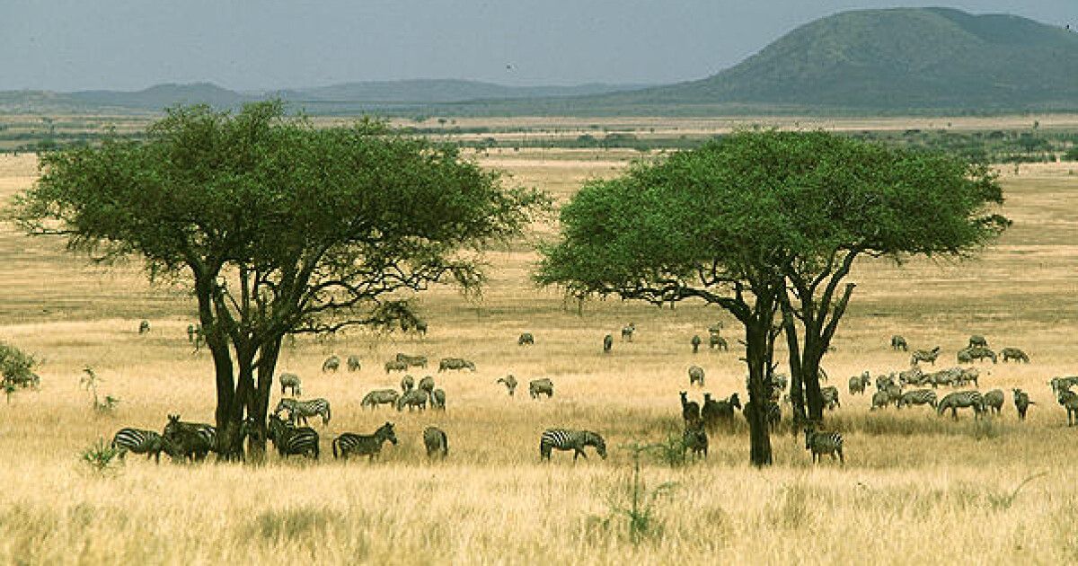 Ученые нашли причины появления африканских саванн - ФОКУС