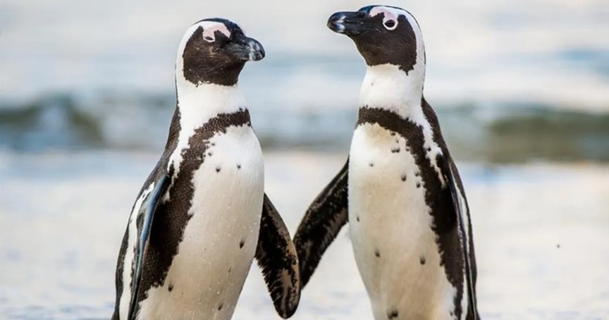 Пінгвіни впізнають один одного за крихітними крапками на смокінгах: що ...