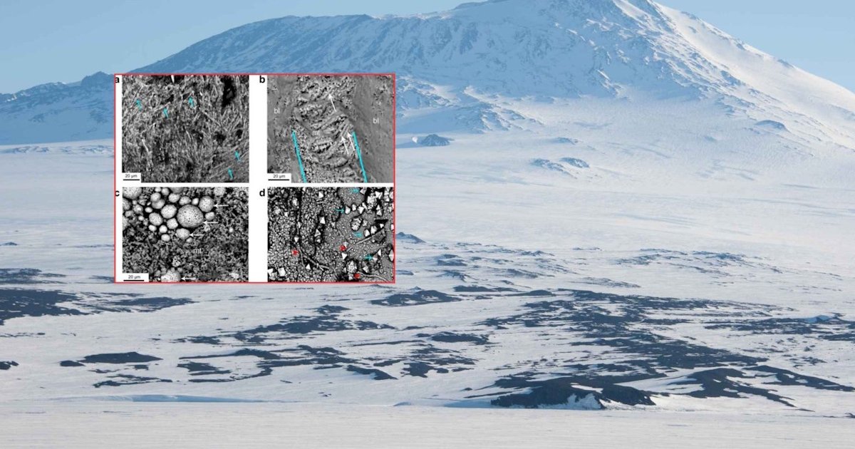 В Антарктиде обнаружена «Вещь» возрастом 68 млн лет: кто оставил это ...