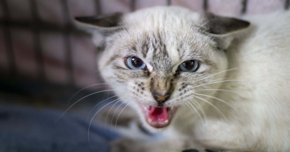 Cat behavior: why pets ignore the litter box and damage furniture - Archyde