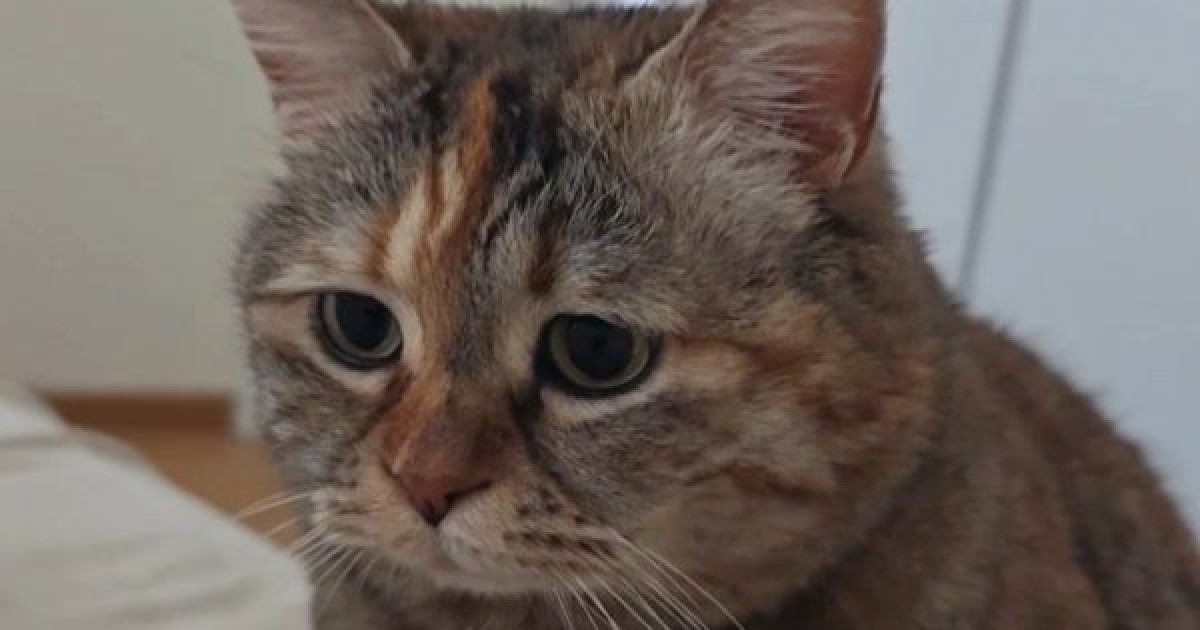 Зірка мемів із сумною мордою — що відомо про найголосистішу кішку ...