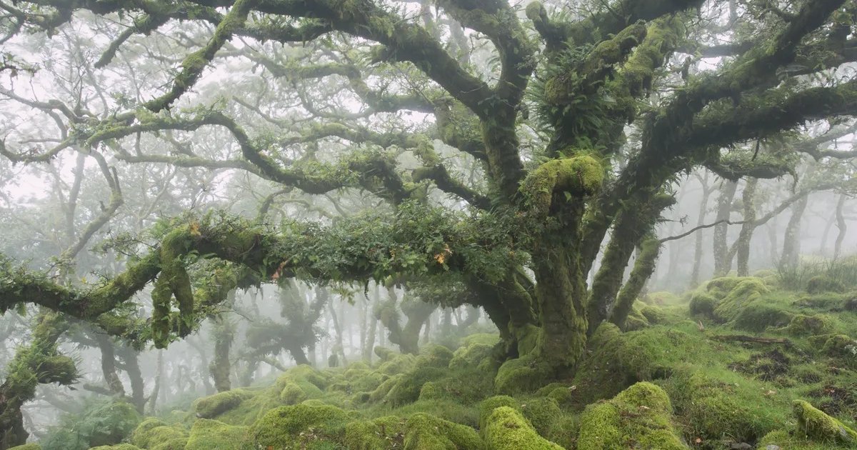 Хоббиты могли топтать тут дорожки: лес из «Властелина колец» Толкина ...