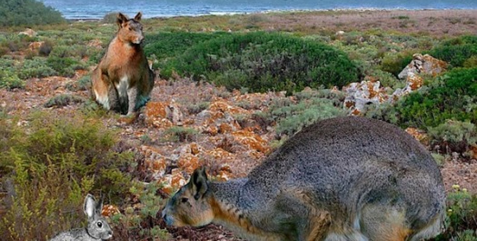 Ученые нашли останки гигантских доисторических кроликов - ФОКУС