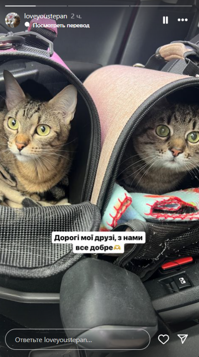 Кіт Степан знову покинув Харків — фото